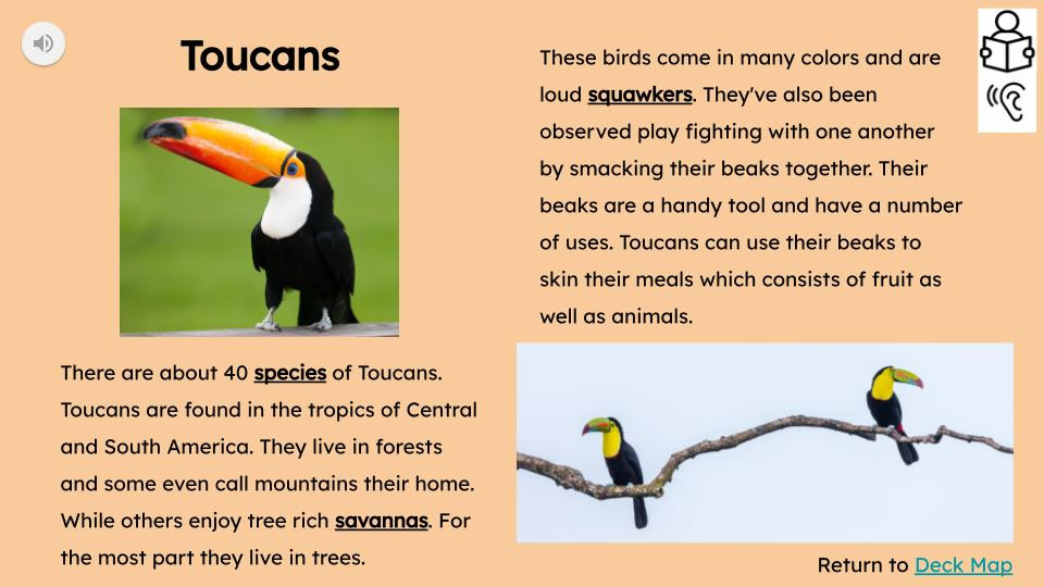 Birds Informational Text Reading Passage and Activities BUNDLE