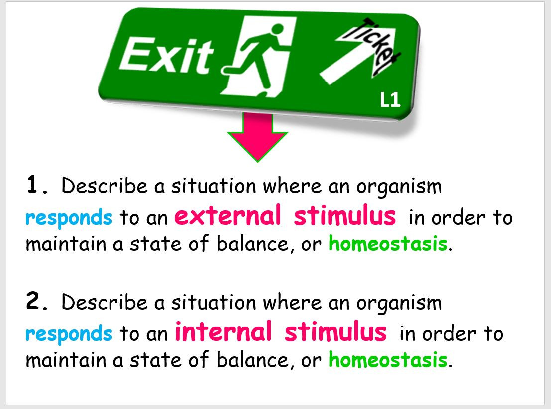 Homeostasis Examples For Kids