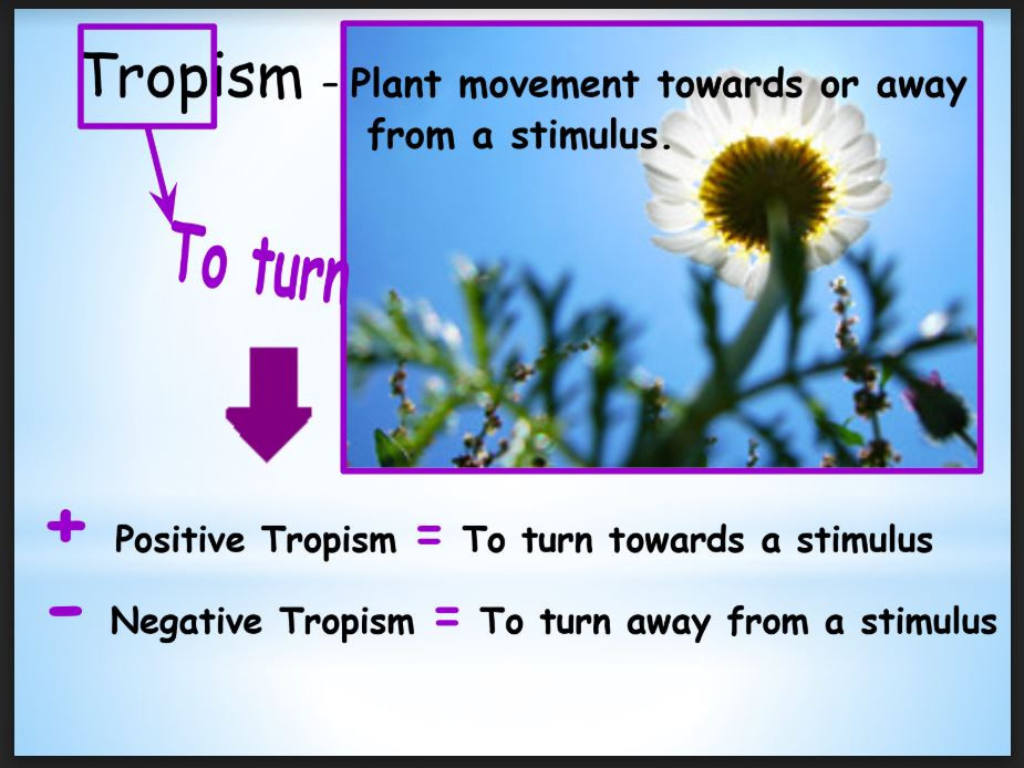 Plant Tropisms - Amped Up Learning