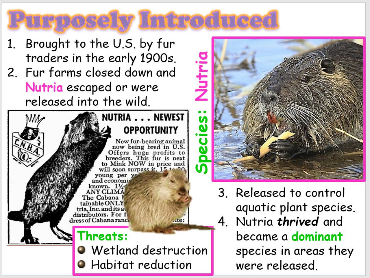 Invasive Species - Amped Up Learning