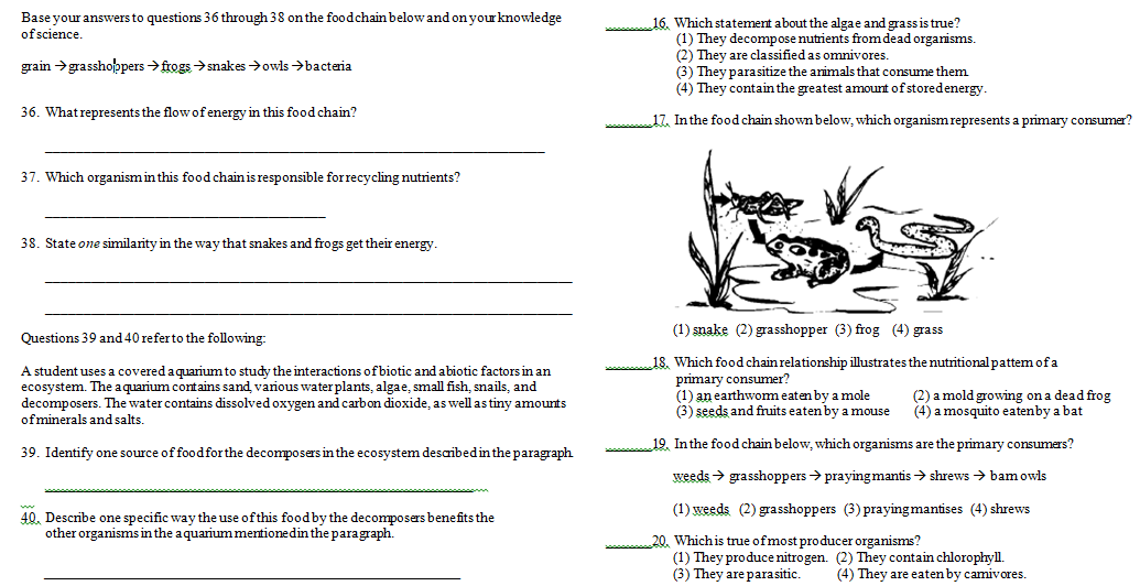 Feeding Relationships Worksheets Review