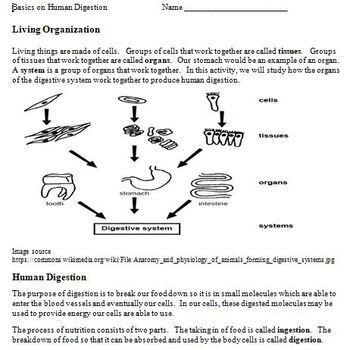 Digestion Learning Activities for Middle School Science