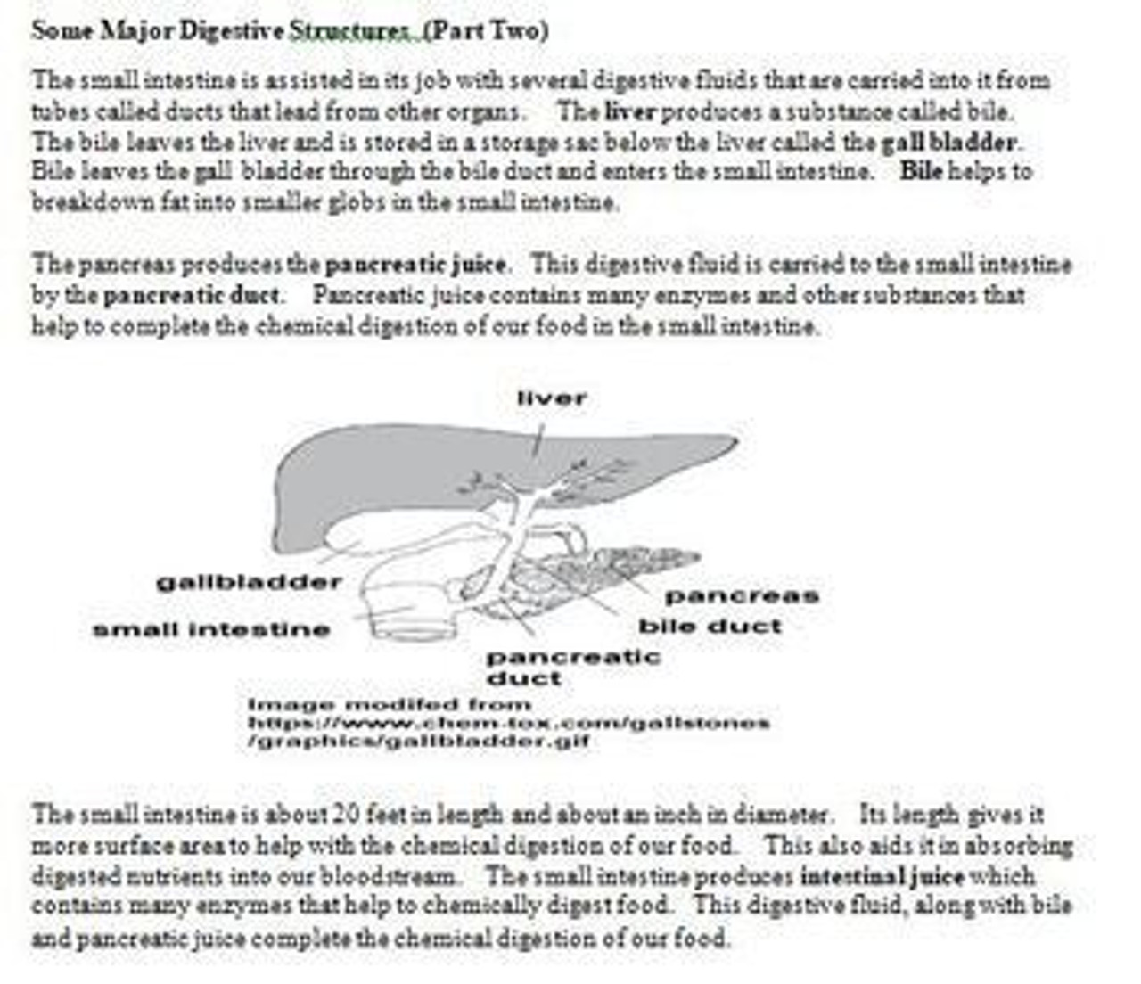 Digestion Learning Activities for Middle School Science