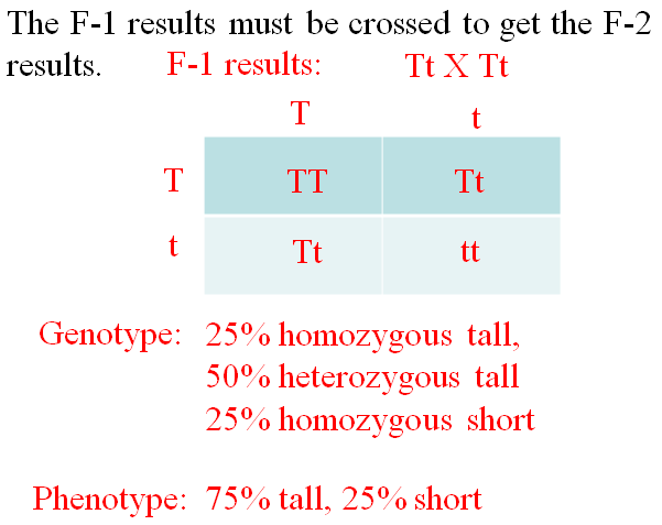 Heredity, Variations and Mendelian Genetics Learning Activities (Middle ...