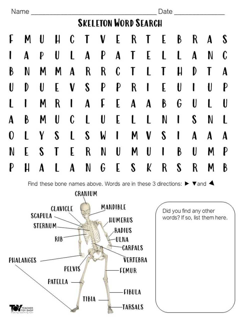 Skeletal System Word Search | Print and Digital - Amped Up Learning