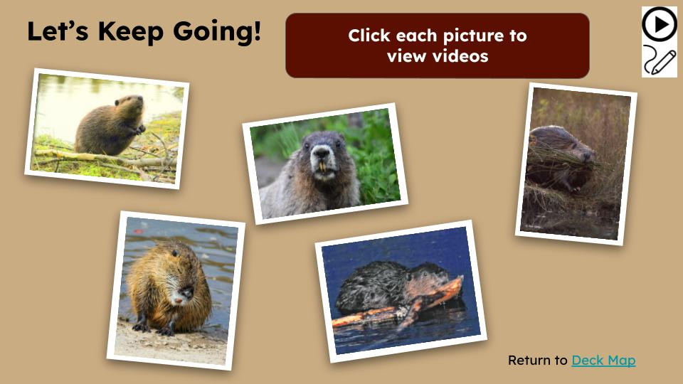 Anaconda Informational Text Reading Passage and Activities