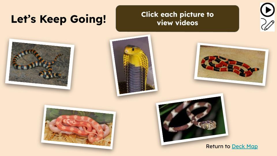 Peacock Informational Text Reading Passage and Activities