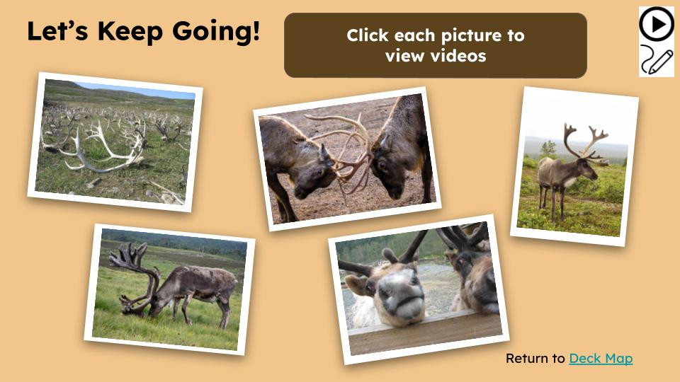 Peacock Informational Text Reading Passage and Activities