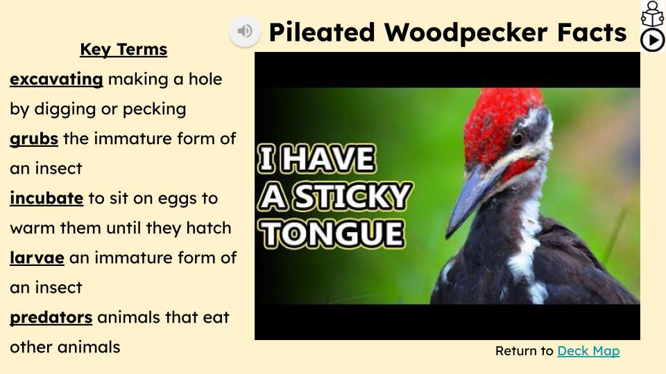 Peacock Informational Text Reading Passage and Activities