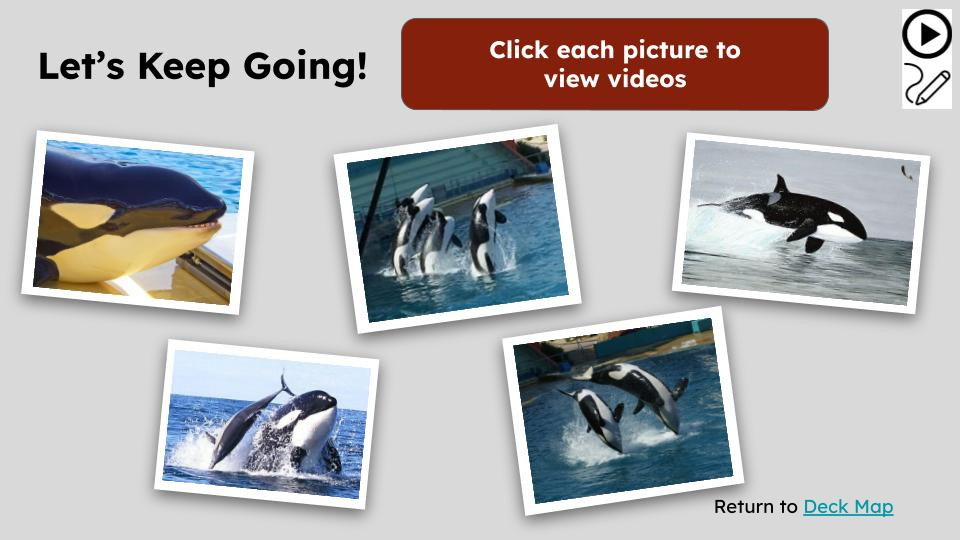 Peacock Informational Text Reading Passage and Activities