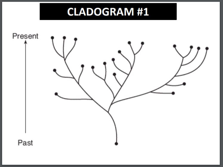 Evolution: Apples Don't Fall far from their Tree - Amped Up Learning