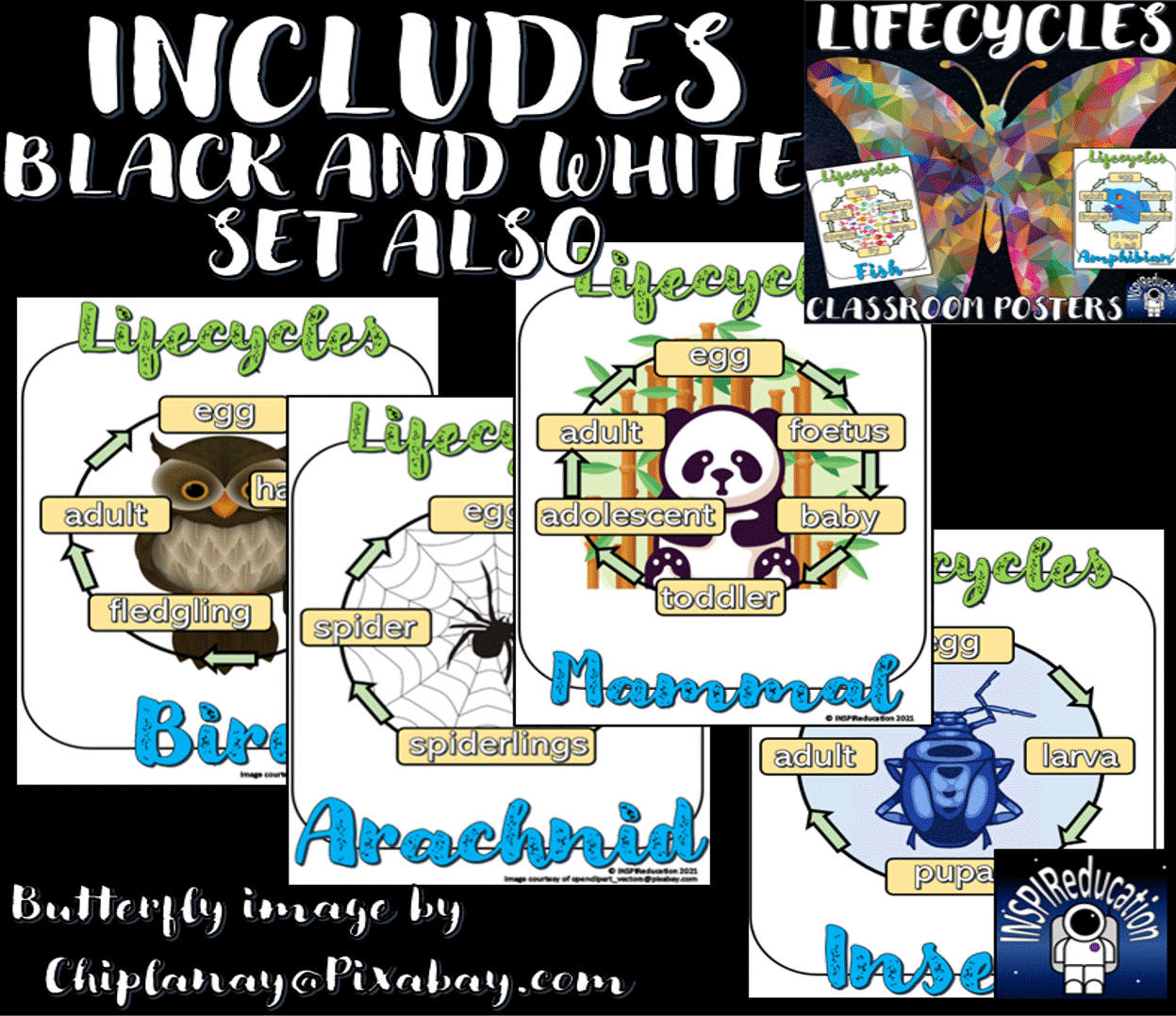 SCIENCE: Animal Lifecycles - 8 Taxonomic Groups, 8 Posters (Color and ...