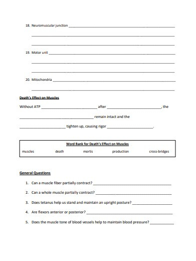 Mega Muscular System Study Guide for Human Anatomy & Physiology - Amped ...