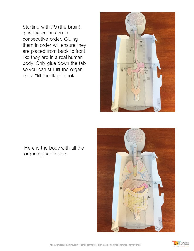 GIANT Human Body Systems STEM Project