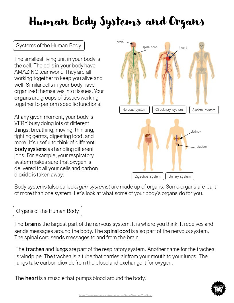 GIANT Human Body Systems STEM Project