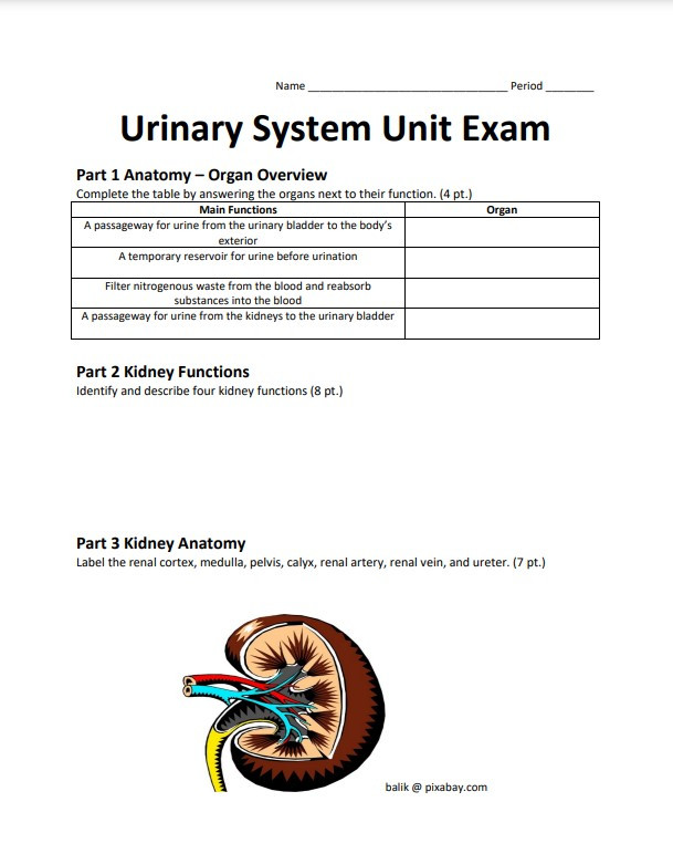Urinary System Unit Exam - Amped Up Learning