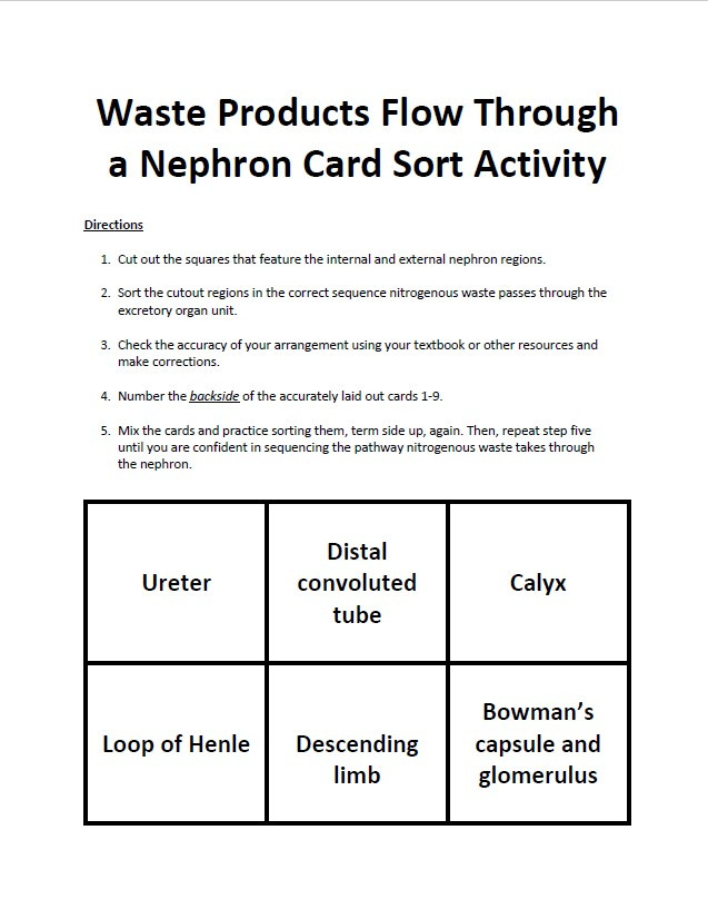 Blood and Waste Flow Through a Nephron Sequencing Card Sort Activity ...