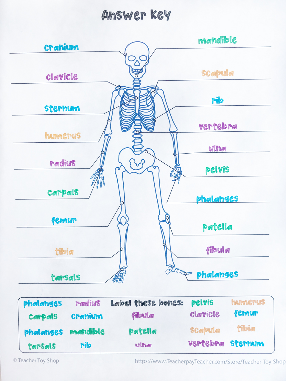 Human Body Systems Projects Bundle | STEM Activities