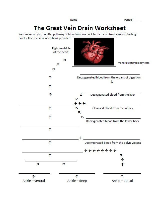 The Great Vein Drain Worksheet - Blood Vessel Mapping Activity - Amped ...