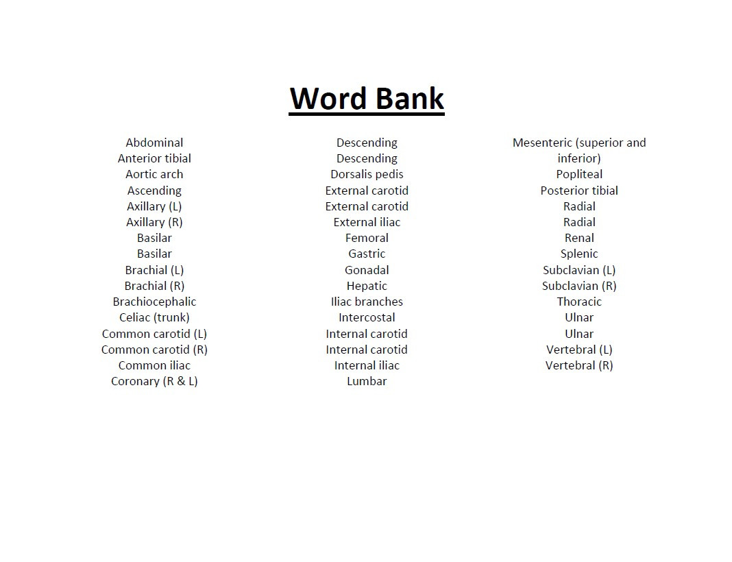 Systemic Arteries Mapping Activity - Cardiovascular System - Amped Up ...