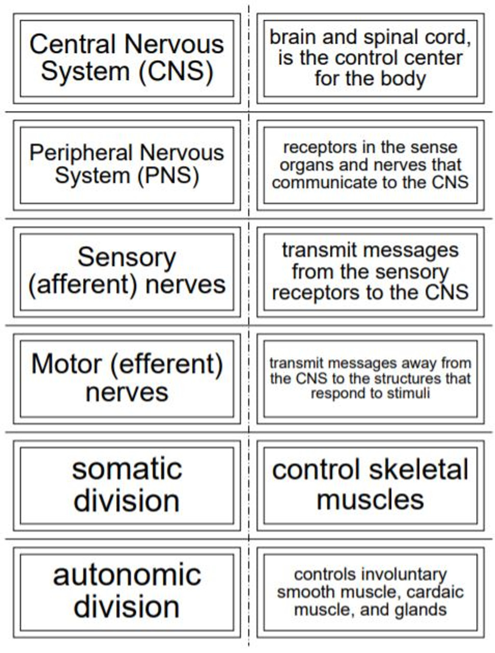Flash Cards covering the Nervous System - Amped Up Learning