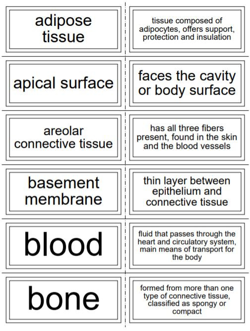 Tissues of the body vocabulary flash cards for Anatomy - Amped Up Learning