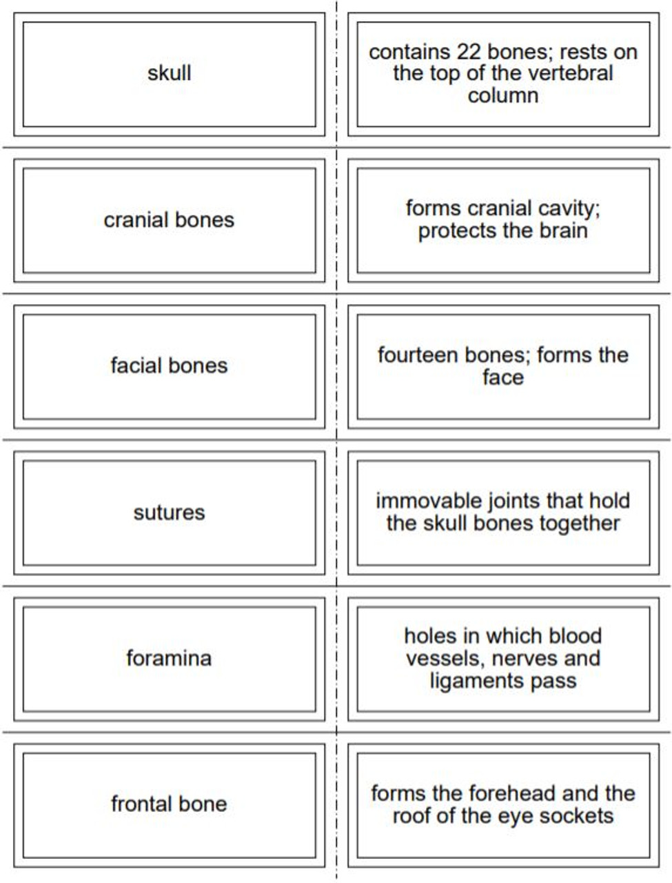free axial skeleton coloring pages