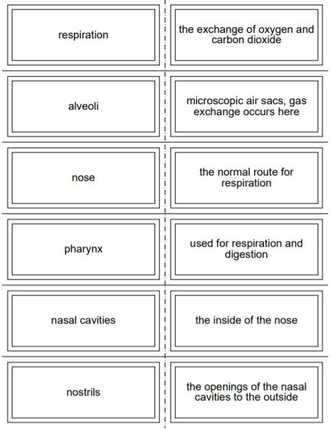 Respiration Vocabulary Flash Cards - FREE - Amped Up Learning