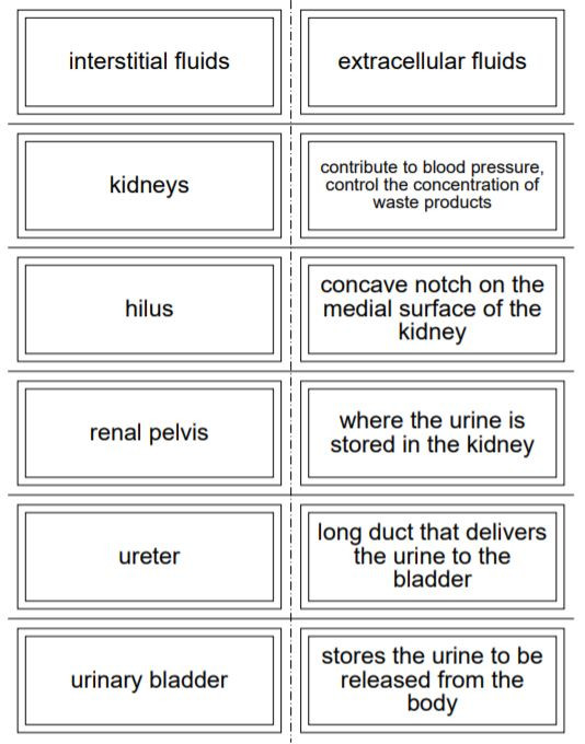 Urinary System Flash Cards - Amped Up Learning