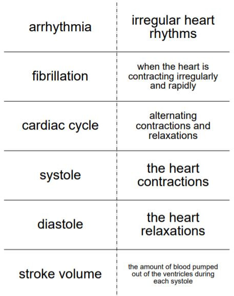 Circulatory System Part II Vocabulary Flash Cards for Anatomy - Amped ...