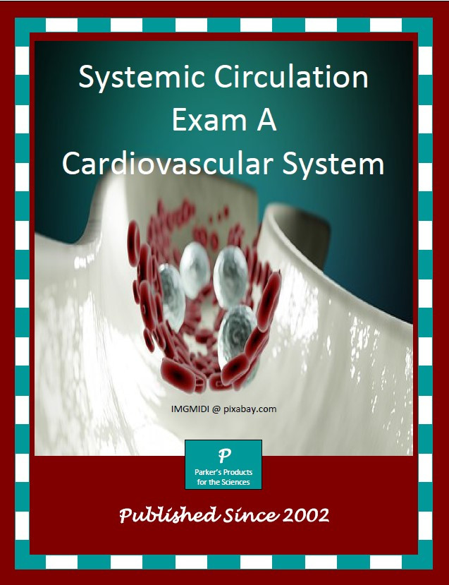 Systemic Circulation Exam A Cardiovascular System - Amped Up Learning