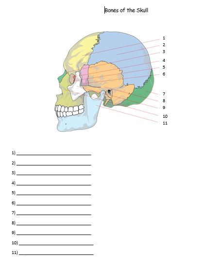 Bones of the Skull Quiz - Amped Up Learning