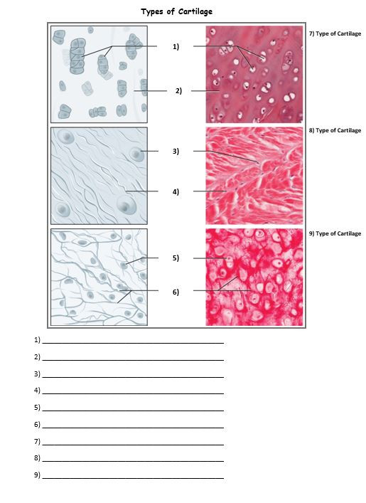 Types of Cartilage Quiz - Amped Up Learning