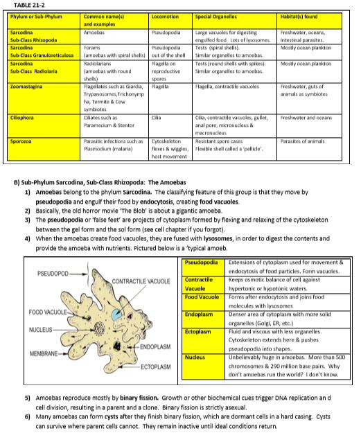 AP & College Biology: KINGDOM PROTISTA - Amped Up Learning