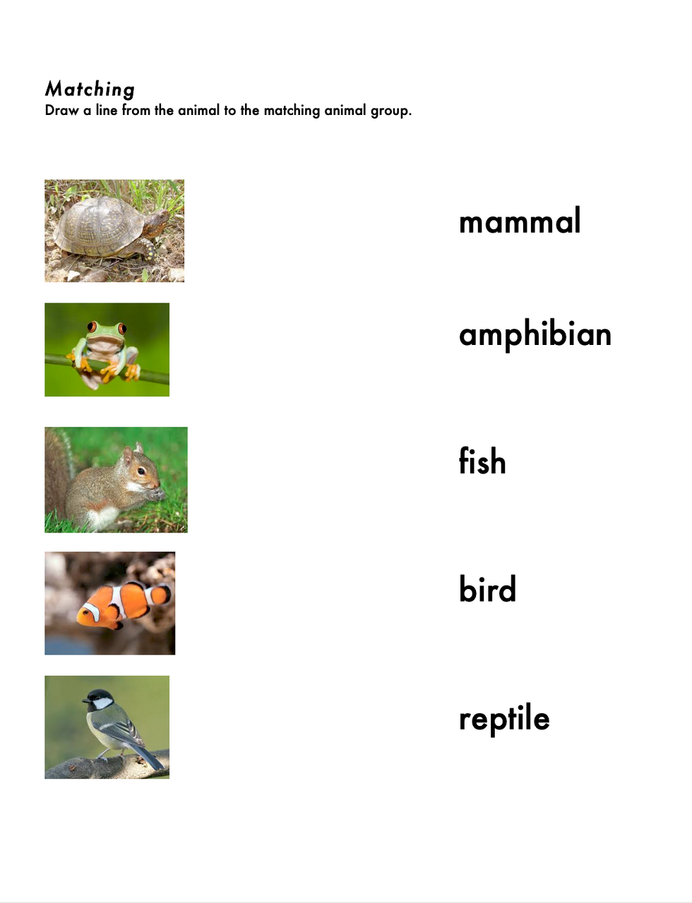ANIMAL GROUPS ASSESSMENT WITH ANSWERS - Amped Up Learning