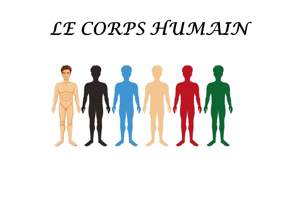 LE CORPS HUMAIN - Amped Up Learning