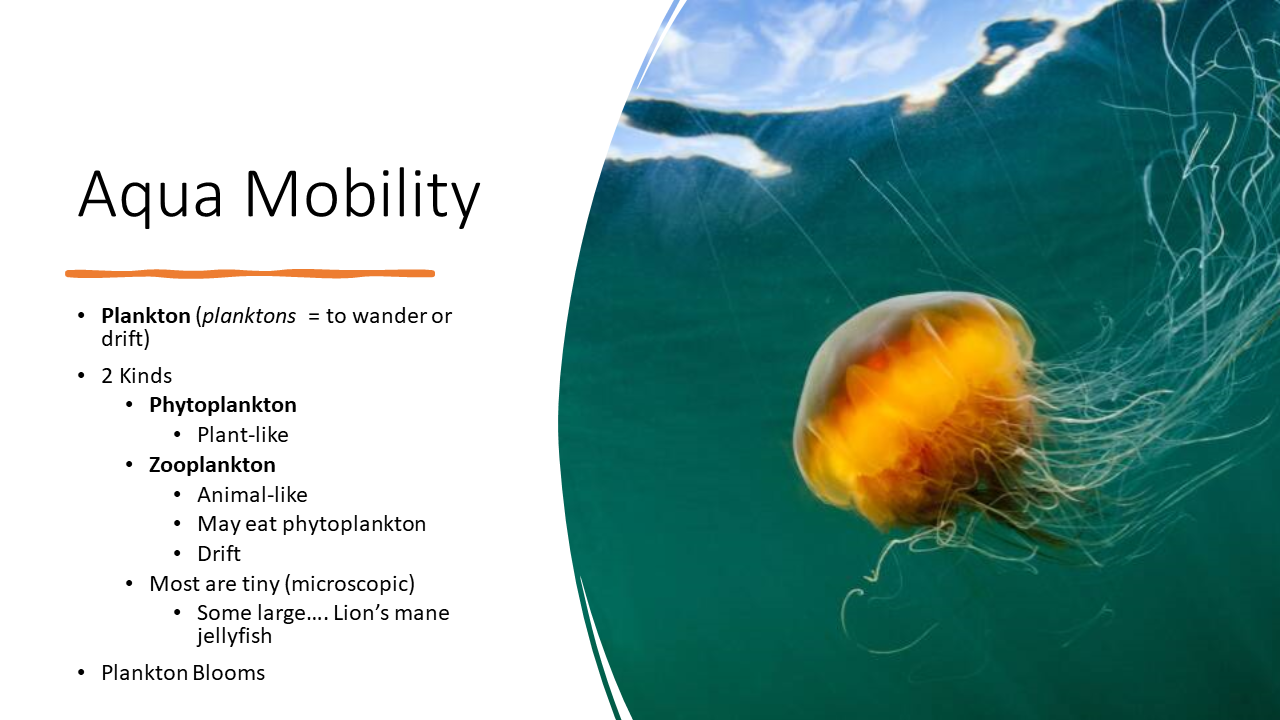 Apologia Zoology 2 Swimming Creatures Ch 1 Aquatic Animals Slideshow ...