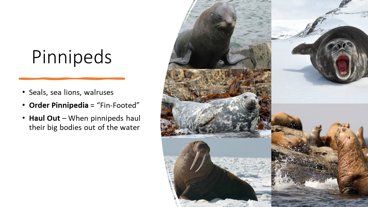 Apologia Zoology 2 Swimming Creatures Ch 3 Seals & Sea Cows Slideshow ...