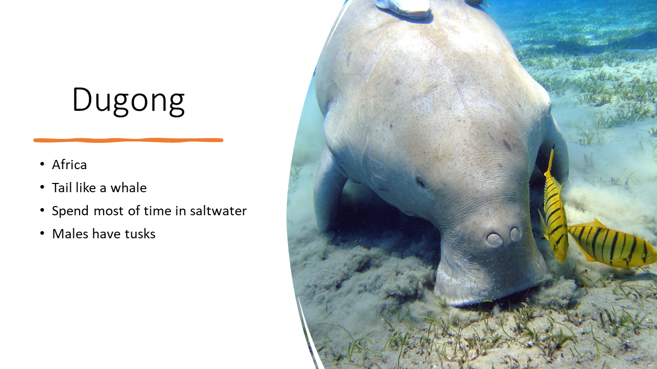 Apologia Zoology 2 Swimming Creatures Ch 3 Seals & Sea Cows Slideshow ...