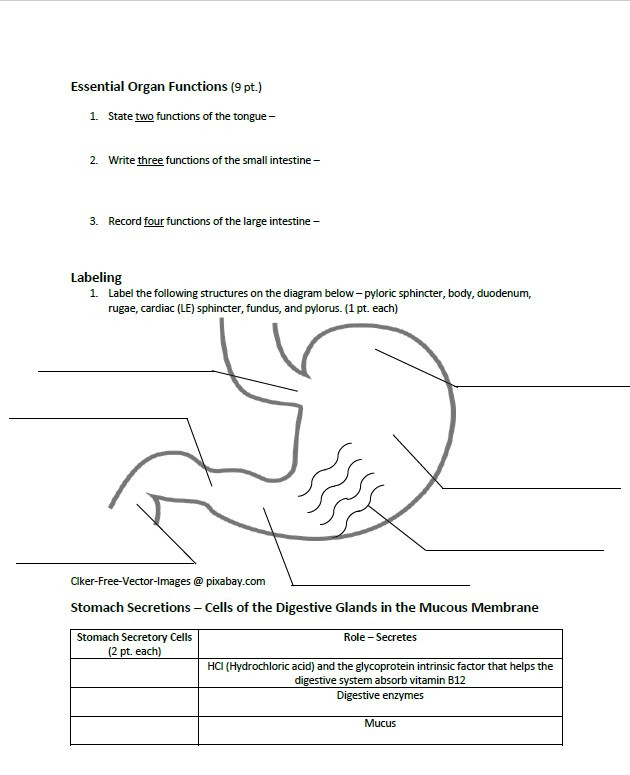 Digestive System Exam B - Amped Up Learning