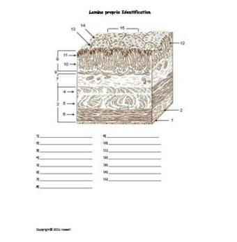 Worksheets Different Types Of Connective Tissue