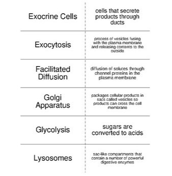 Physiology Vocabulary Review Bundle - Amped Up Learning