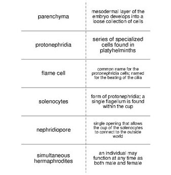 Invertebrate Biology Vocabulary Review Flash Cards Bundle - Amped Up ...