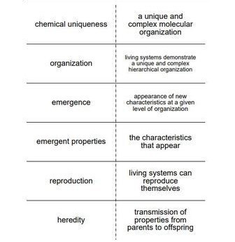 Zoology Vocabulary Flash Card Bundle - Amped Up Learning
