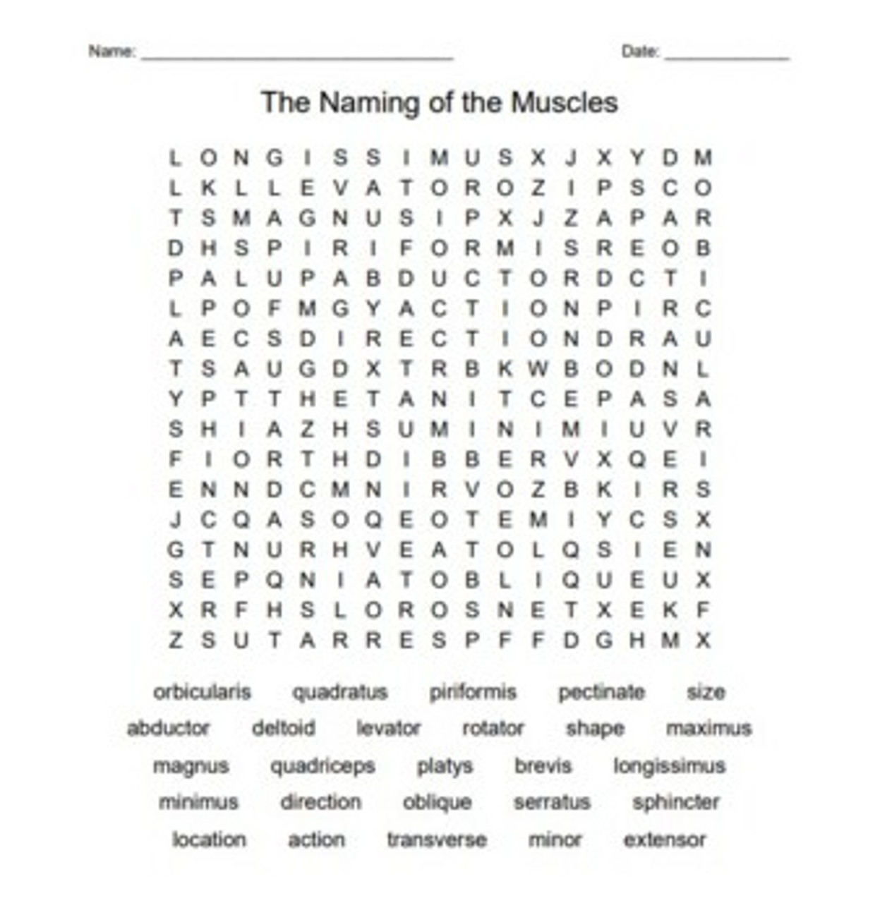 Naming the Muscles Vocabulary Word Searches for Anatomy - Amped Up Learning