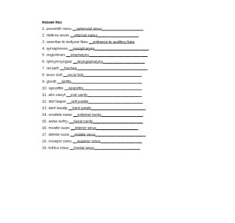 Upper Respiratory System Vocabulary Word Scramble for Anatomy or ...