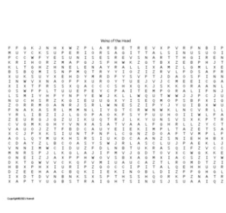 Veins of the Head Vocabulary Word Search for Anatomy Students - Amped ...
