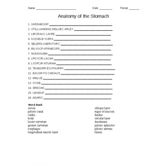 The Anatomy of the Stomach Vocabulary Word Scramble for Anatomy - Amped ...