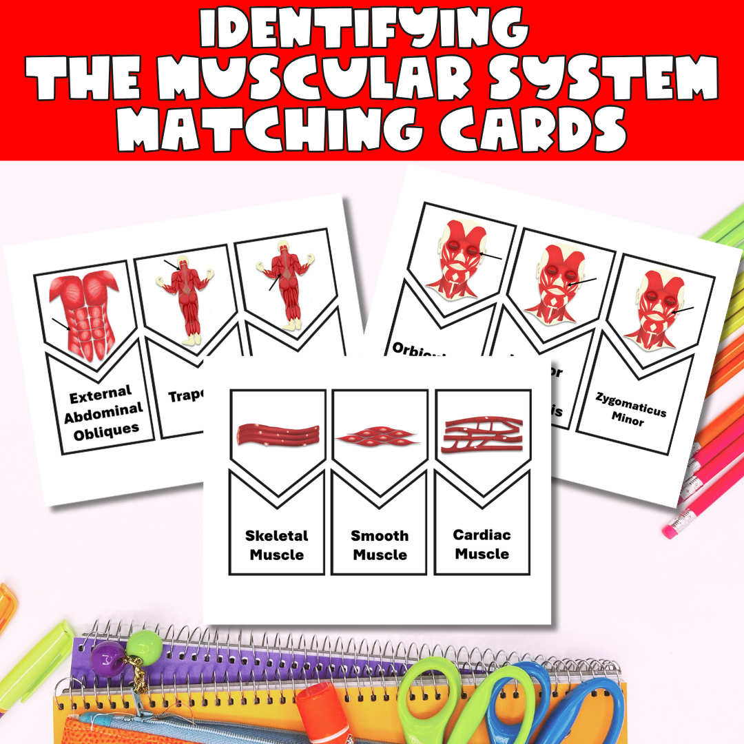Identifying the Muscular System Matching Cards
