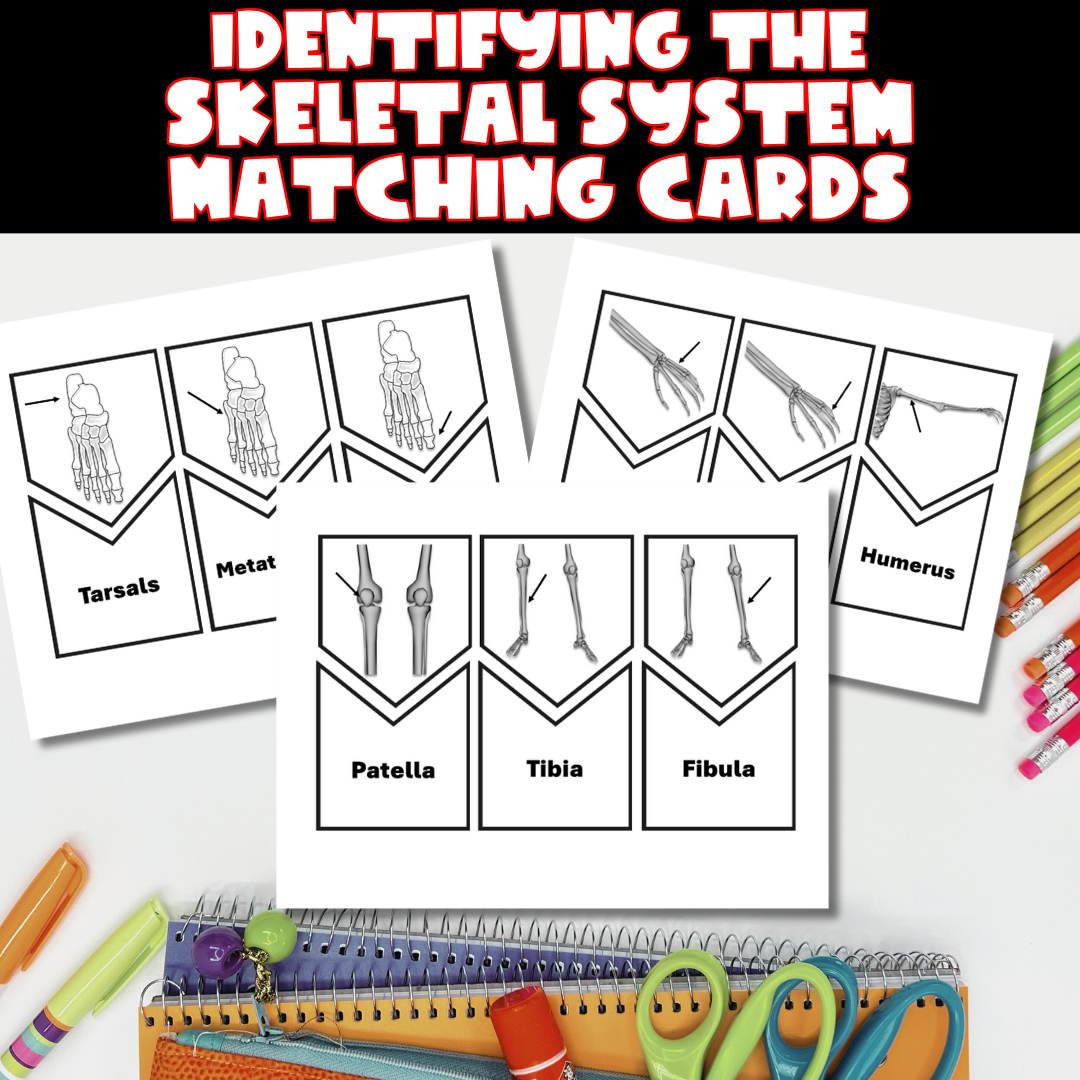 Identifying the Skeletal System Matching Cards